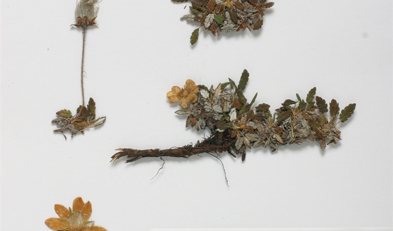 Hrvatski prirodoslovni muzej